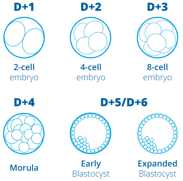 What is a Blastocyst or embryo transfer on day 5? | Eugin